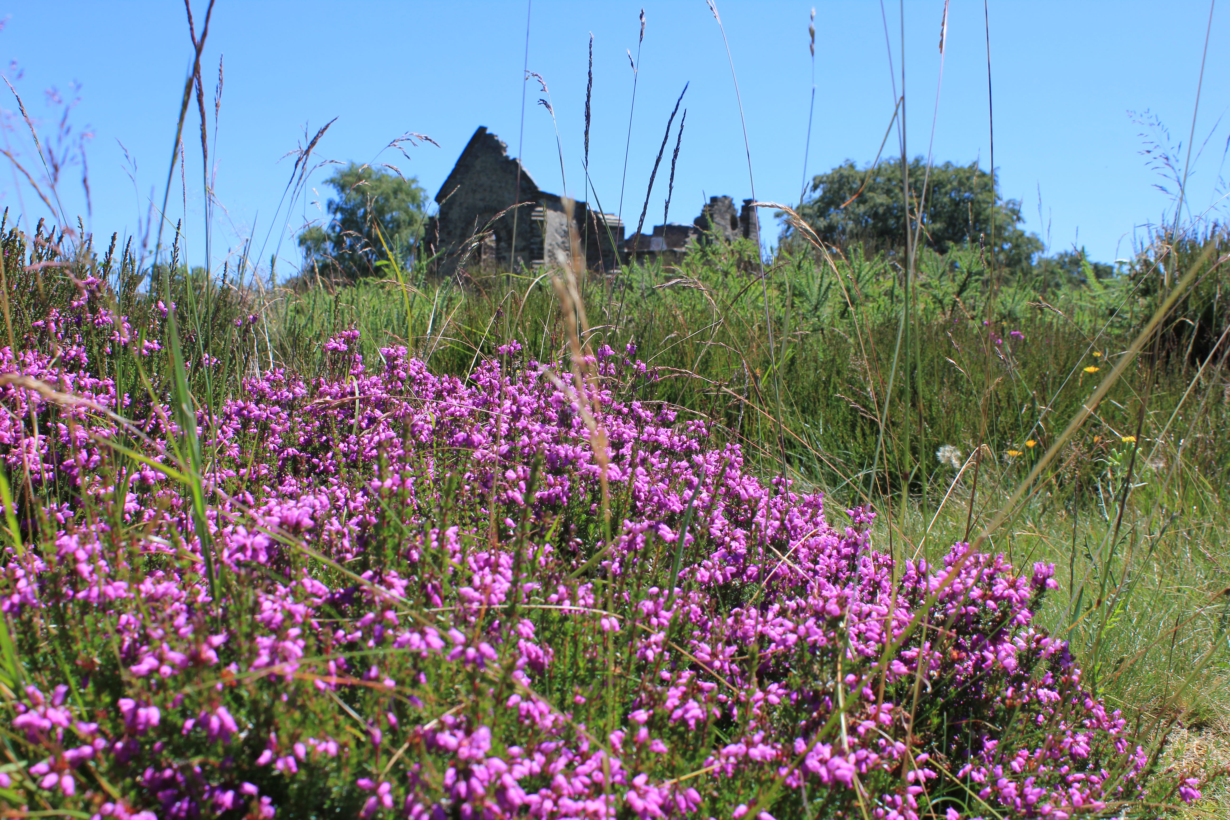 Espaces naturels sensibles: À la découverte de la flore du Mont Gargan